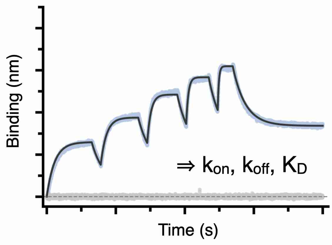 Yusuf Hamied Department of Chemistry / Sormanni Lab / BLI_one_sensor ...